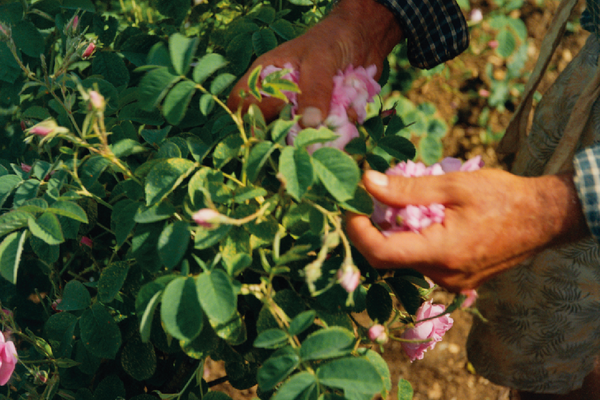 Rosa Durazno